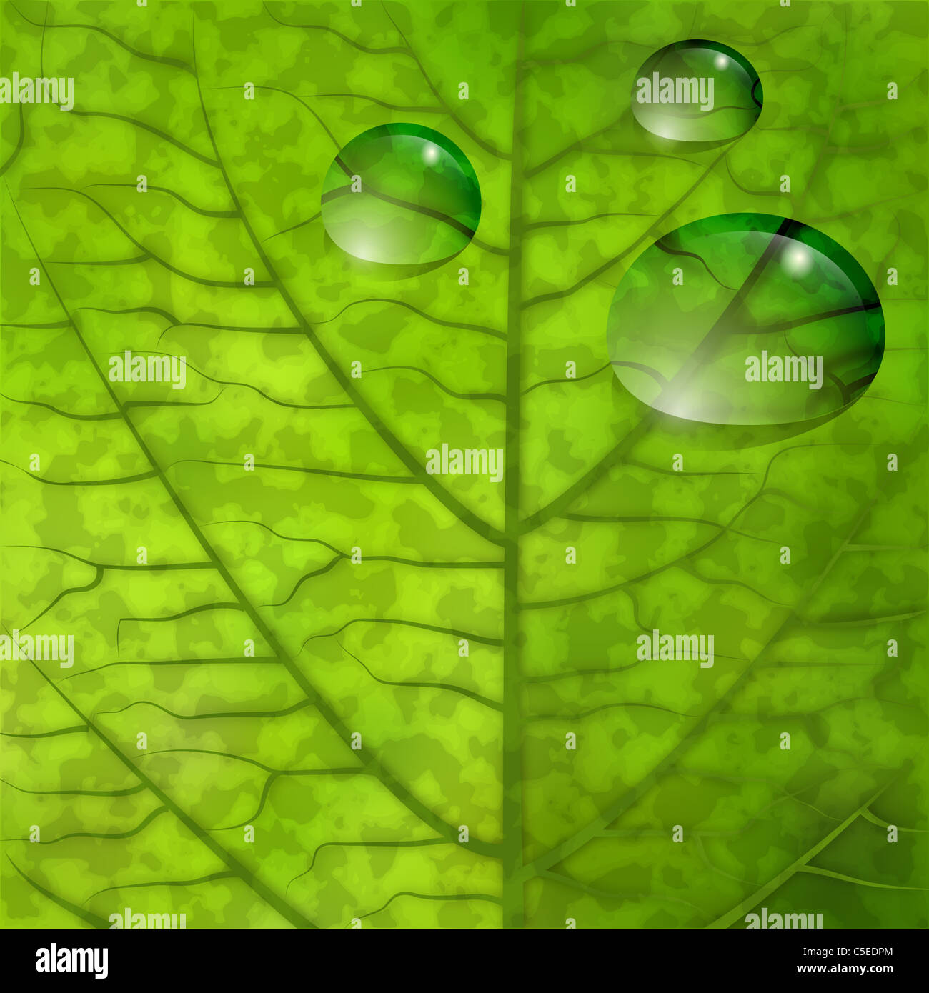 Green leaf closeup with realistic water drops Stock Photo - Alamy