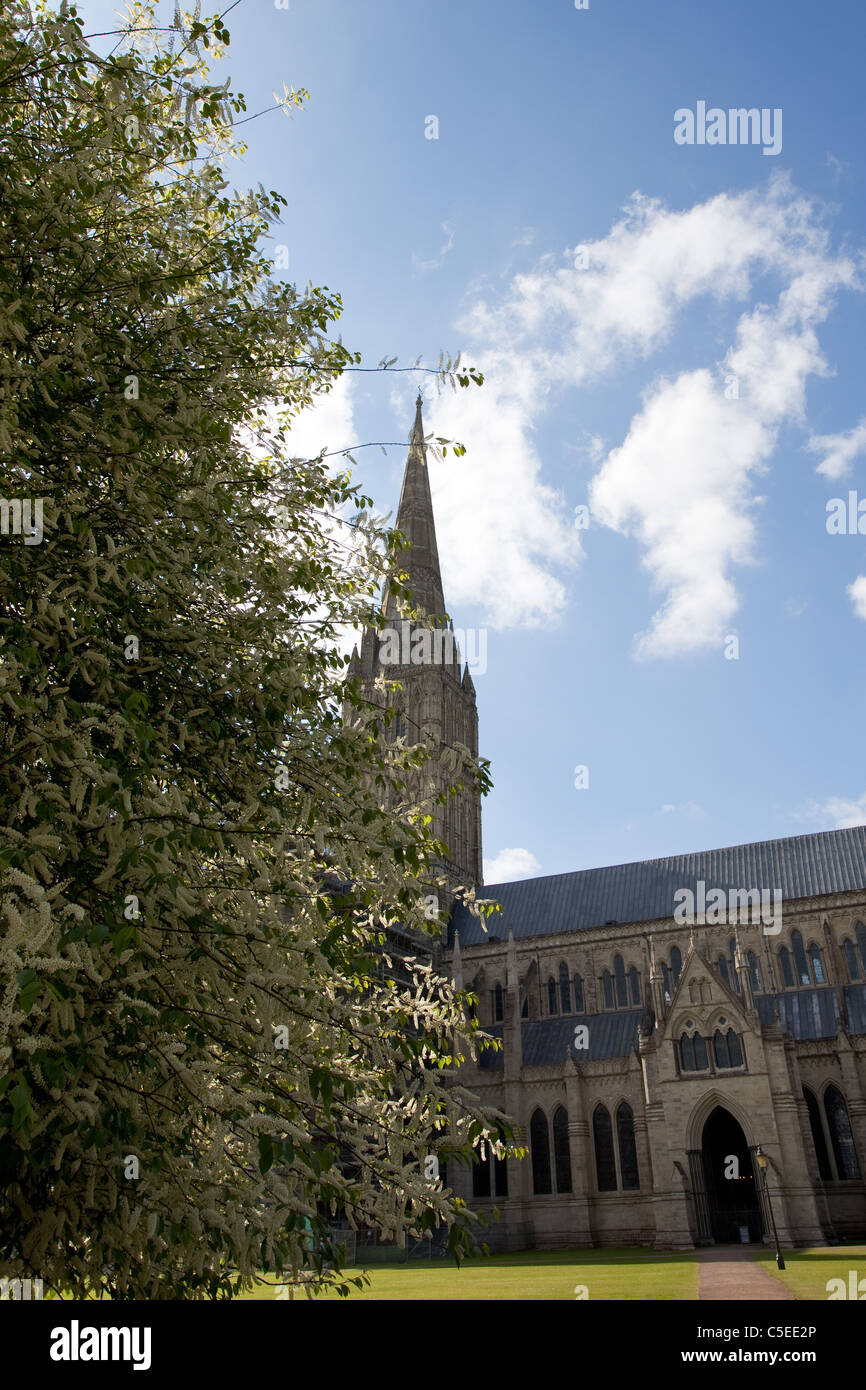 Salisbury Cathedral In The Spring High Resolution Stock Photography and ...