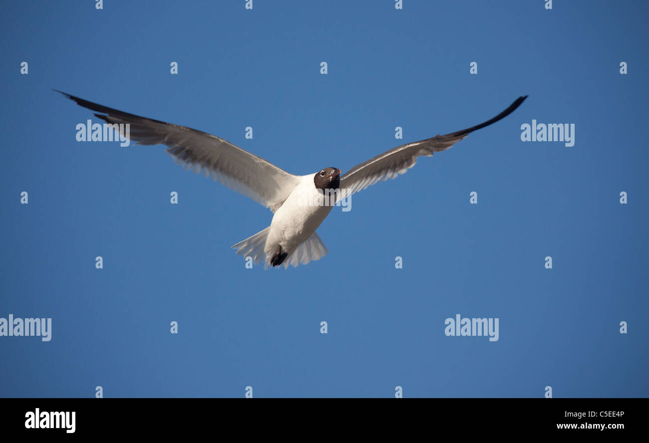 Gull flying overhead hi-res stock photography and images - Alamy