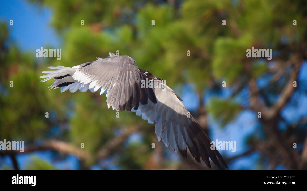 American sea gull hi-res stock photography and images - Alamy