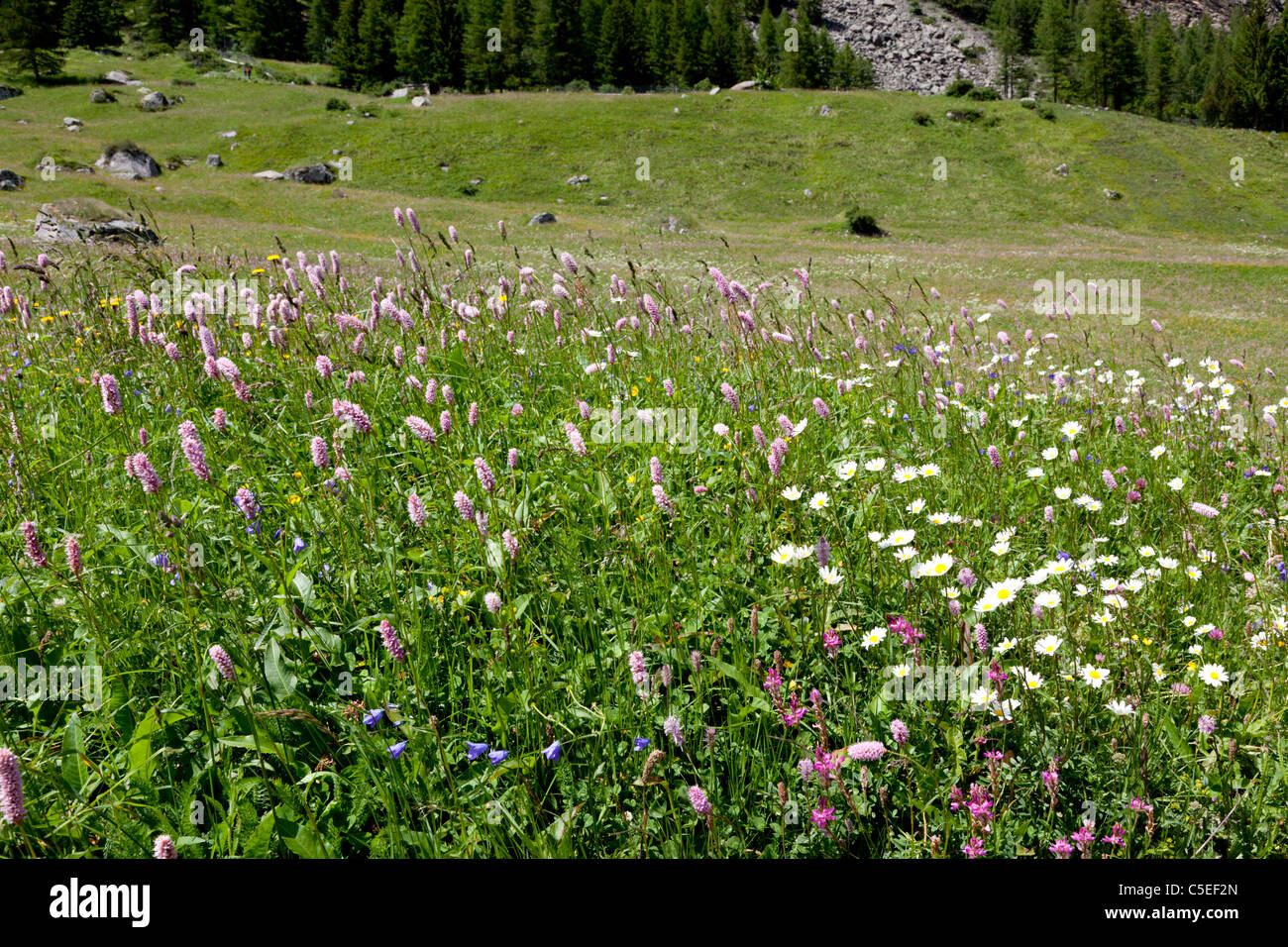Dans la prairie hi-res stock photography and images - Alamy