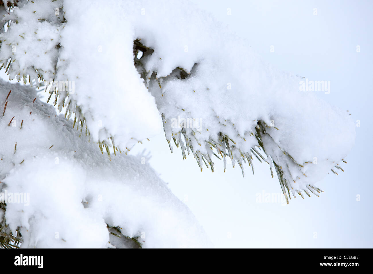 heavy winter snow pine trees Scotland Stock Photo - Alamy