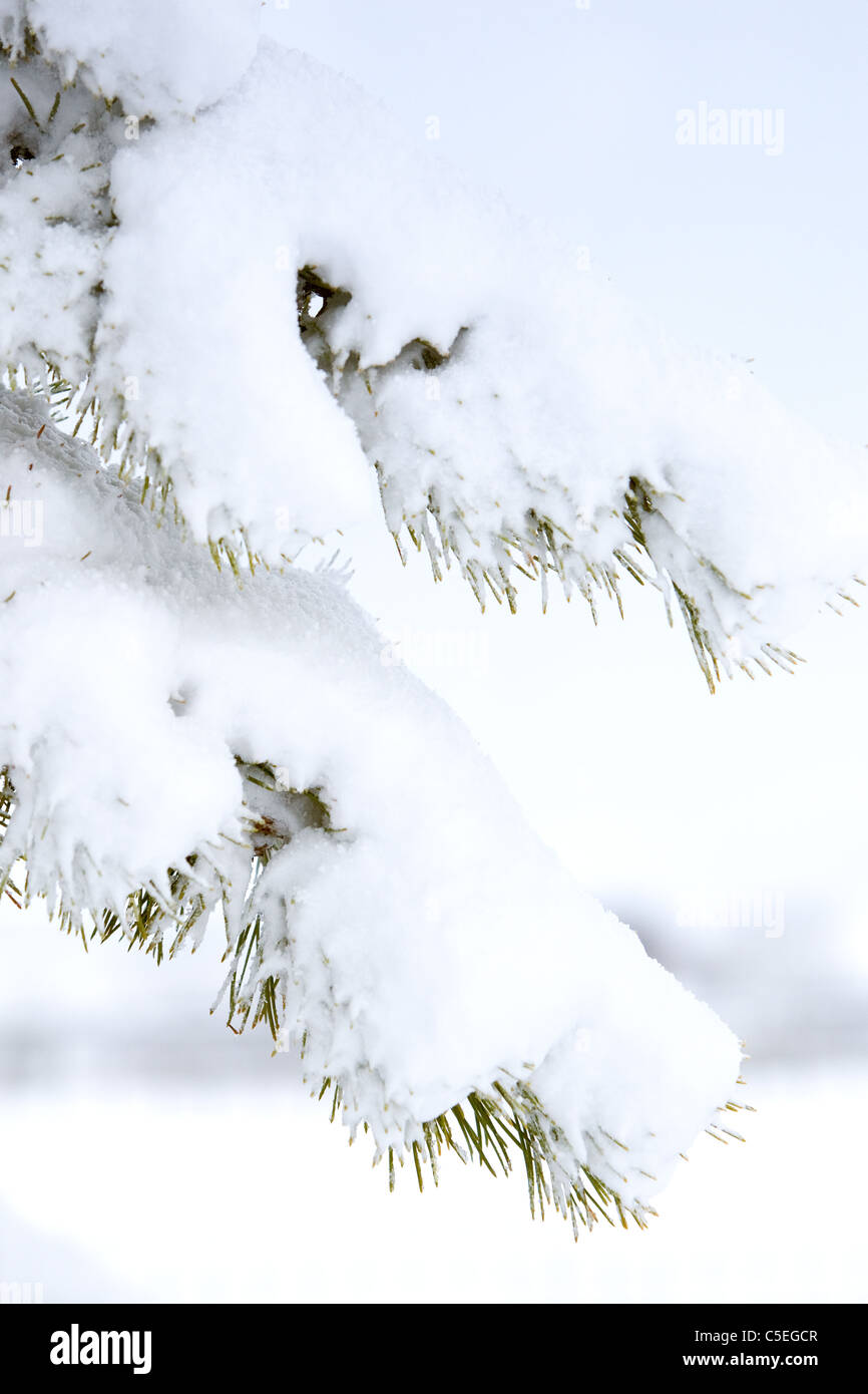 heavy winter snow pine trees Scotland Stock Photo - Alamy