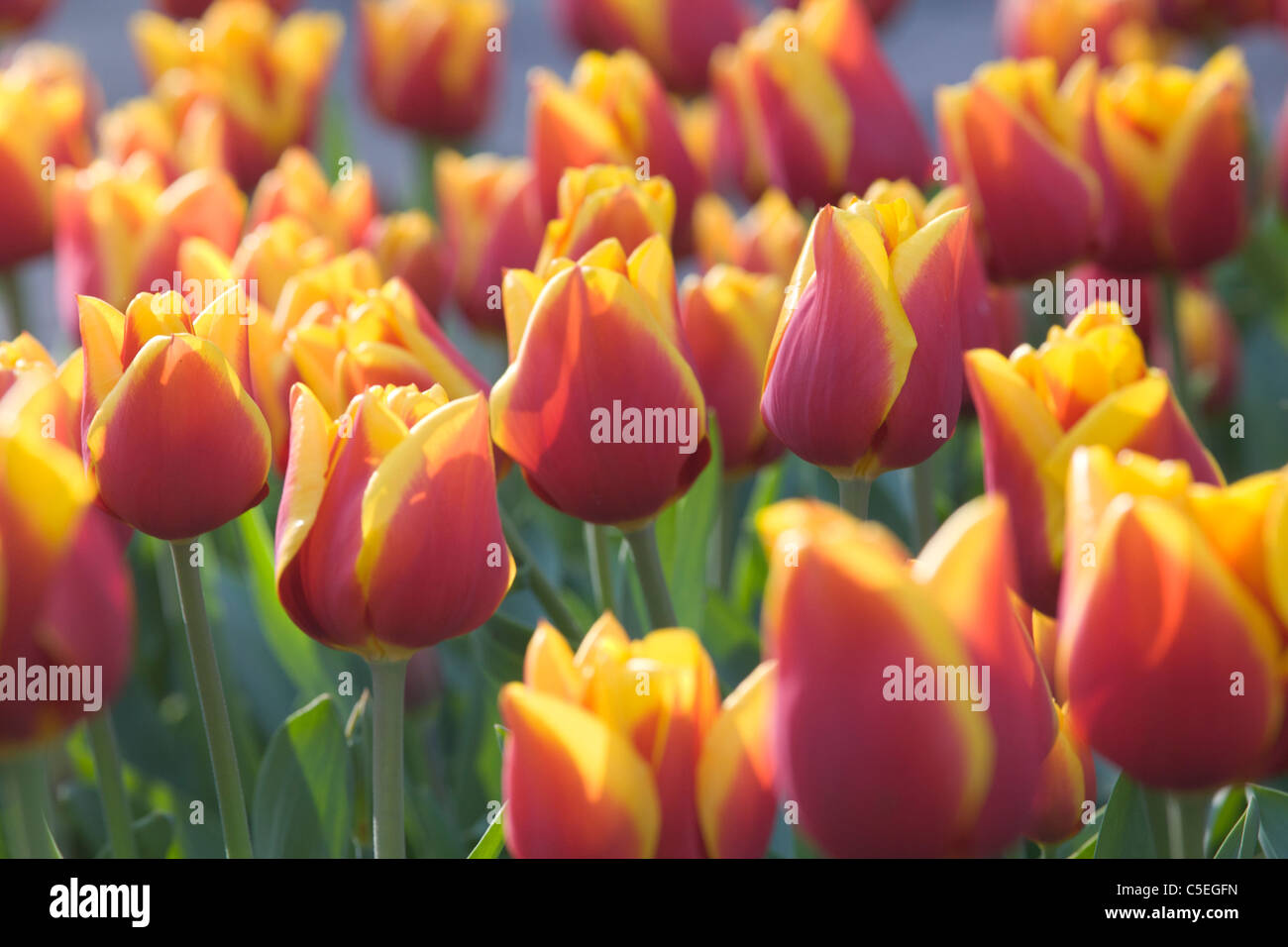 Yellow variegated tulips hi-res stock photography and images - Alamy