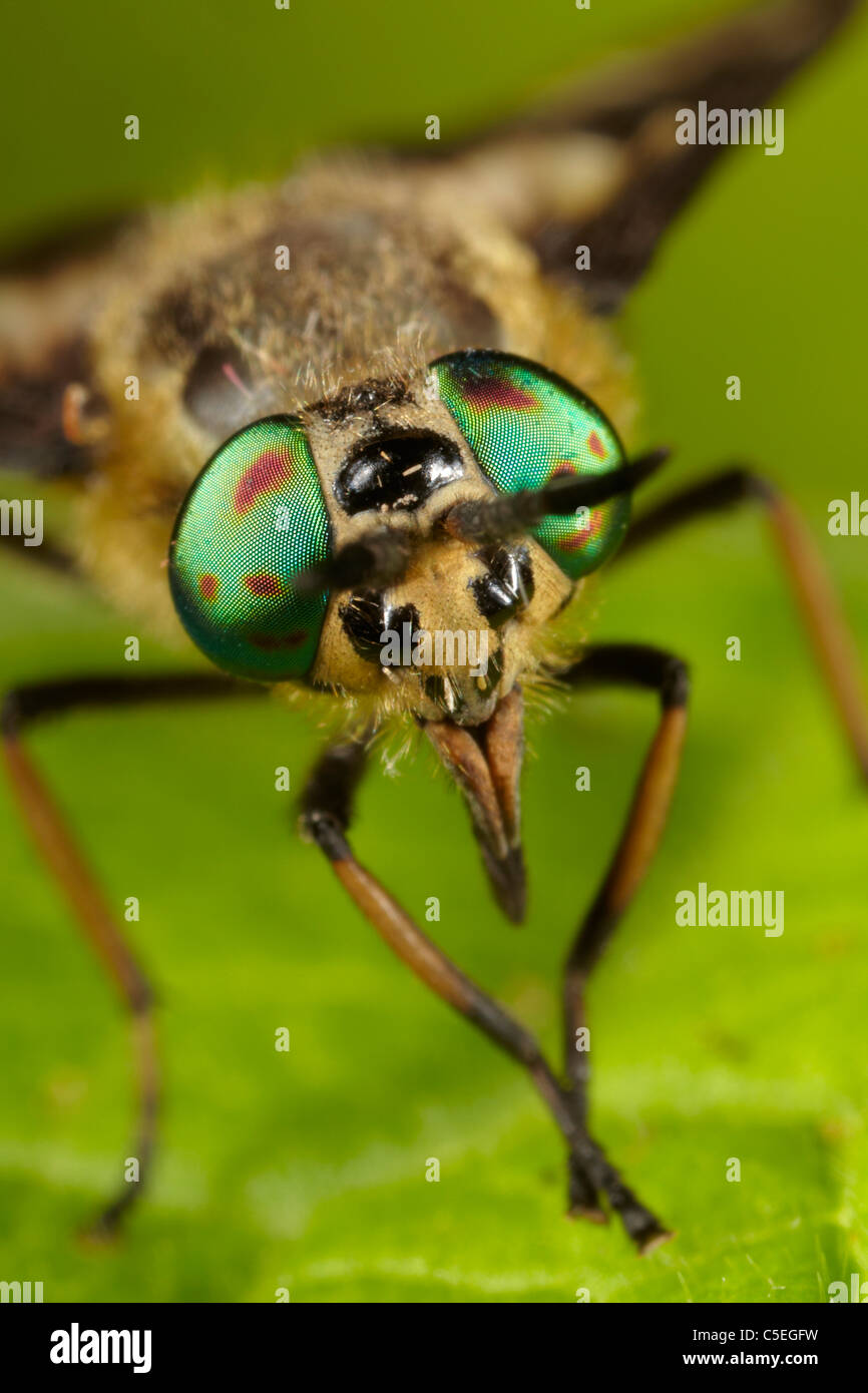 Iridescent compound eyes of horsefly or deer fly, Chrysops, East ...