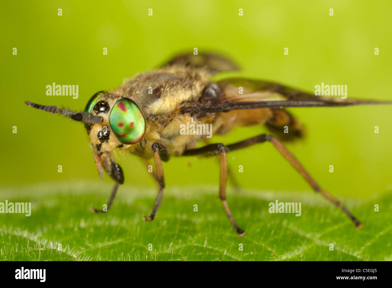 Iridescent compound eyes of horsefly or deer fly, Chrysops, East ...