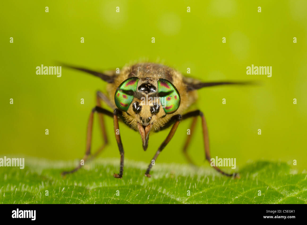 Iridescent compound eyes of horsefly or deer fly, Chrysops, East ...