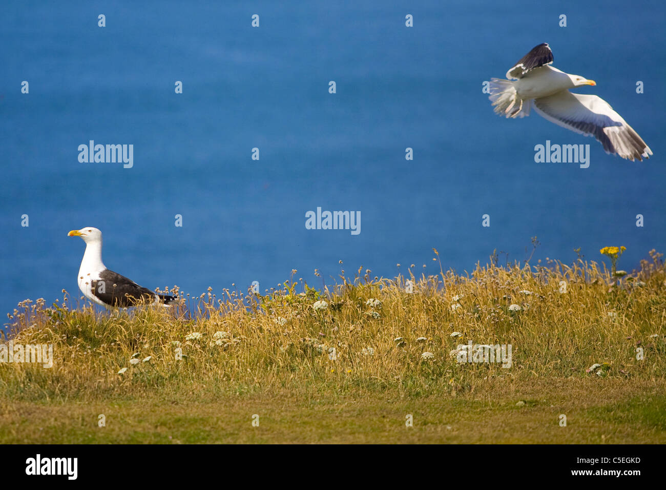 greater,black,backed,gull,seagull,courting,behaviour, Freshwater Bay ...