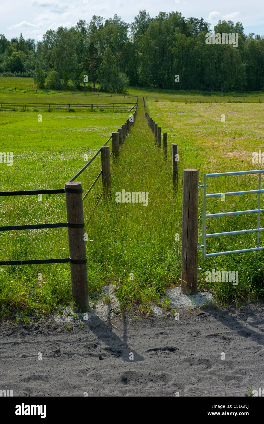 Forest path overgrown with green grass hi-res stock photography and ...