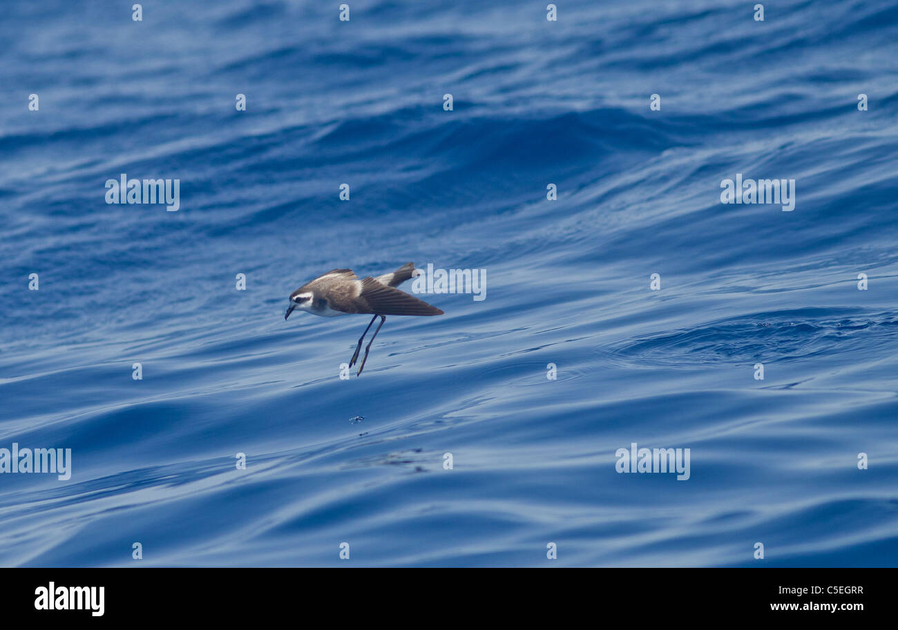 White-faced Storm-Petrel Pelagodroma marina at sea in flight over waves ...