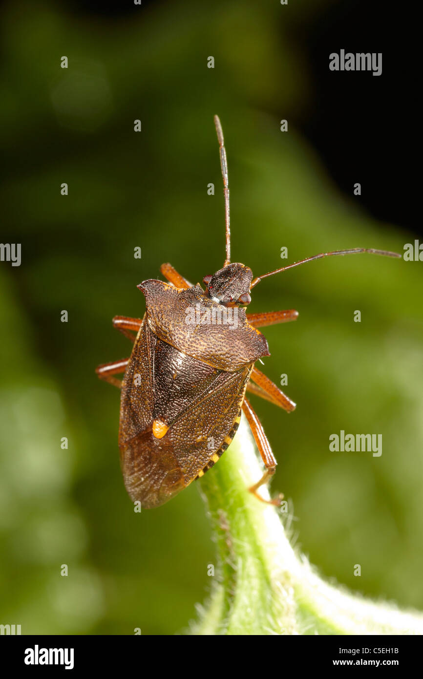 Uk shield bug hi-res stock photography and images - Alamy