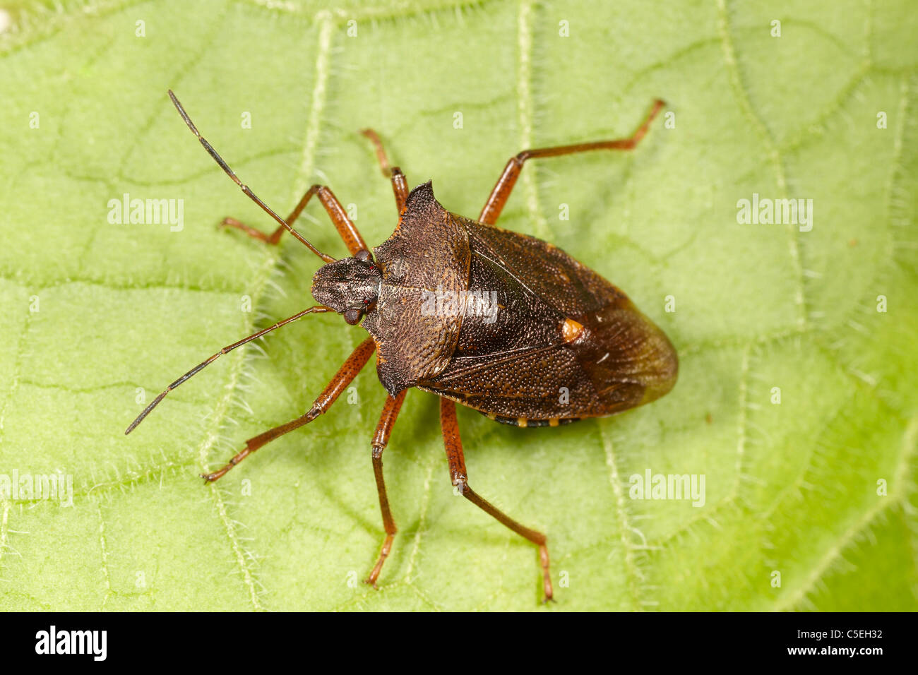 Forest Shield Bug, Pentatoma rufipes, UK Stock Photo - Alamy