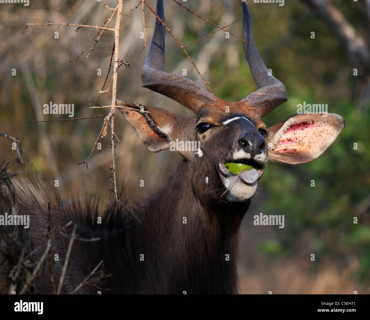 Monkey eating fruit africa hi-res stock photography and images - Alamy