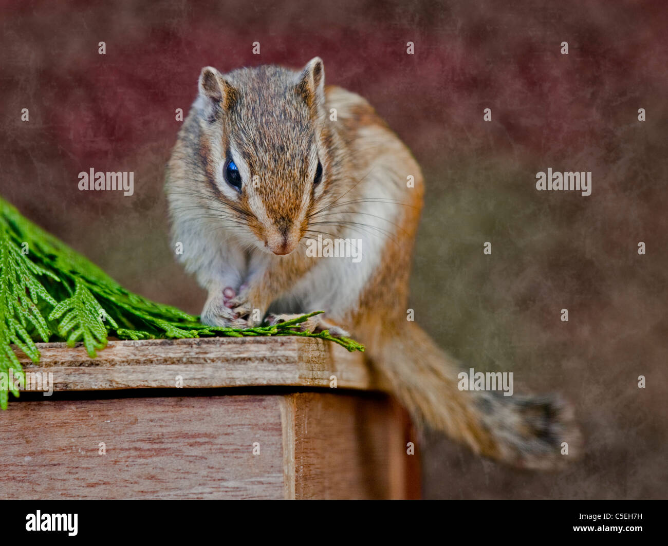 Siberian Chipmunk (tamius sibircus) sitting on nestbox Stock Photo - Alamy