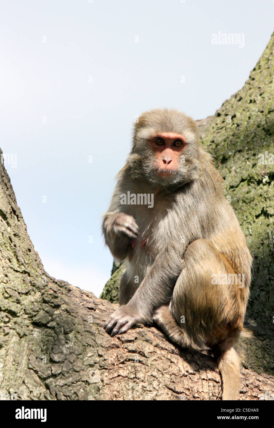 Monkey in tree at Longleat safari and adventure park Stock Photo - Alamy