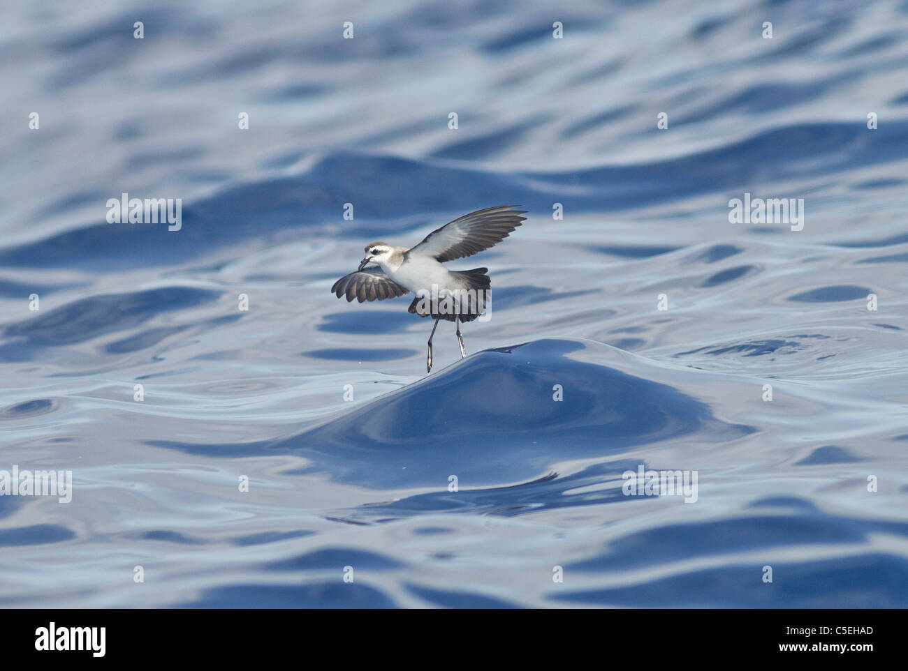 White-faced Storm-Petrel Pelagodroma marina at sea in flight over waves ...