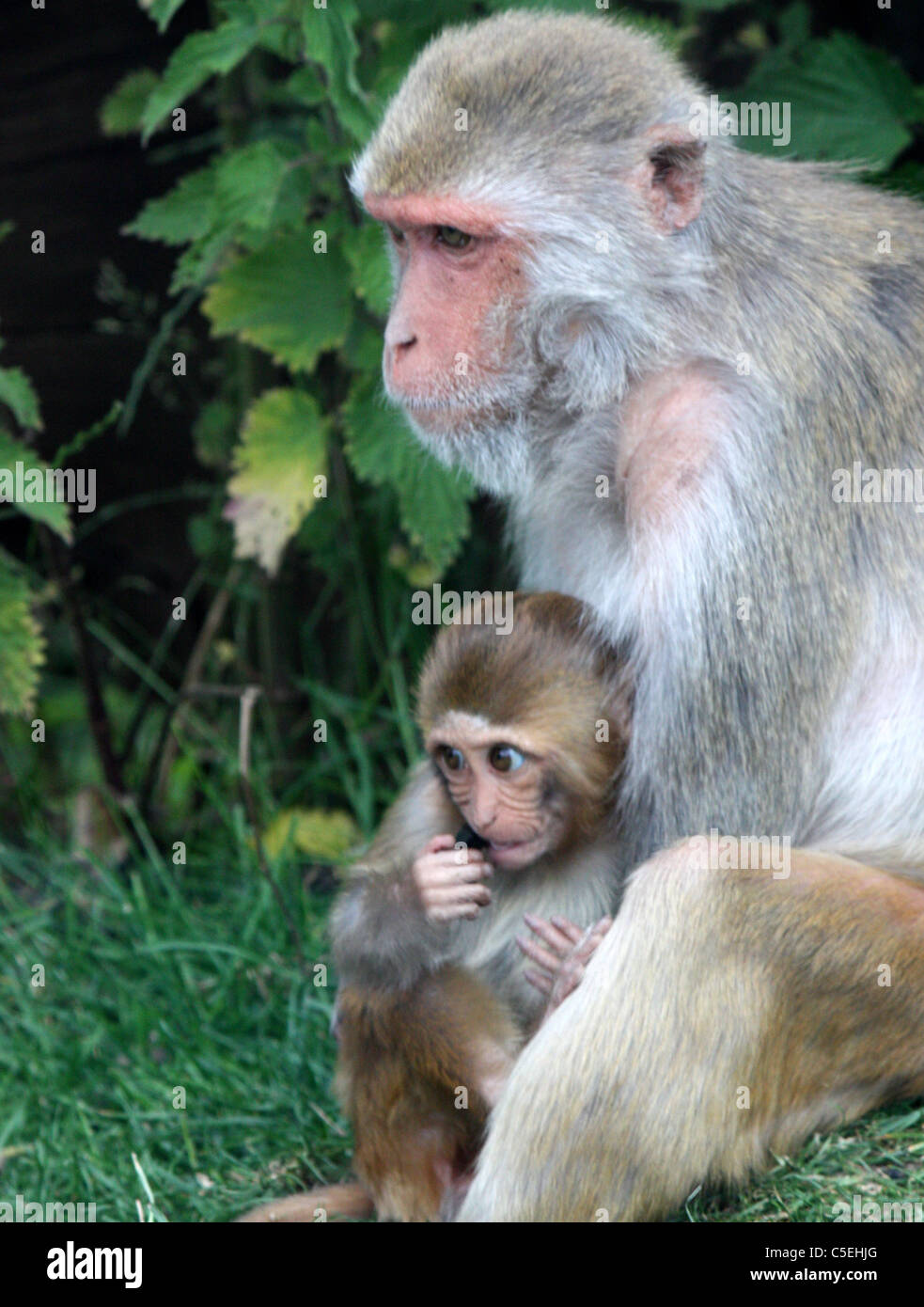 Monkey with baby monkey hi-res stock photography and images - Alamy