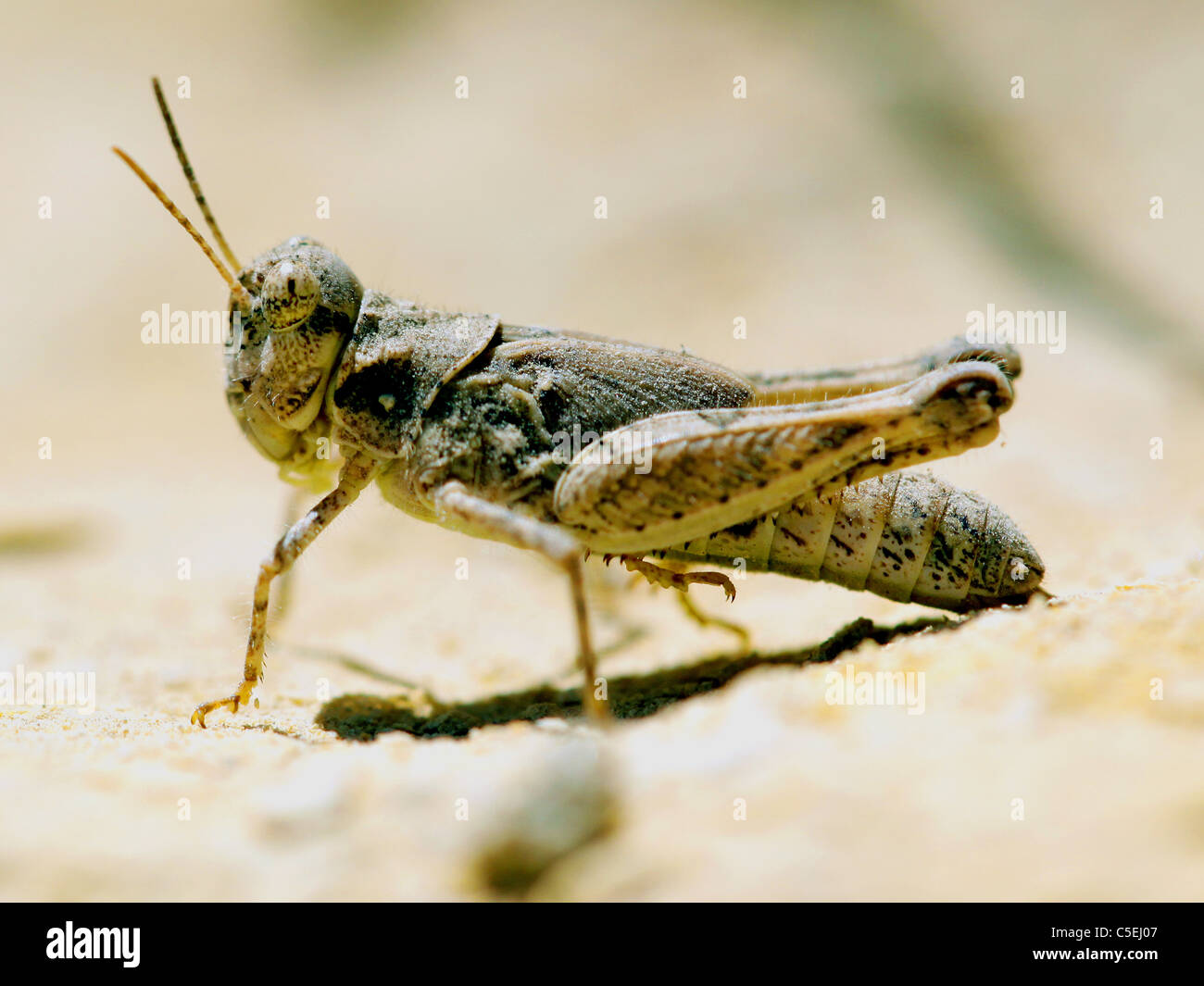 Grasshopper design hi-res stock photography and images - Alamy