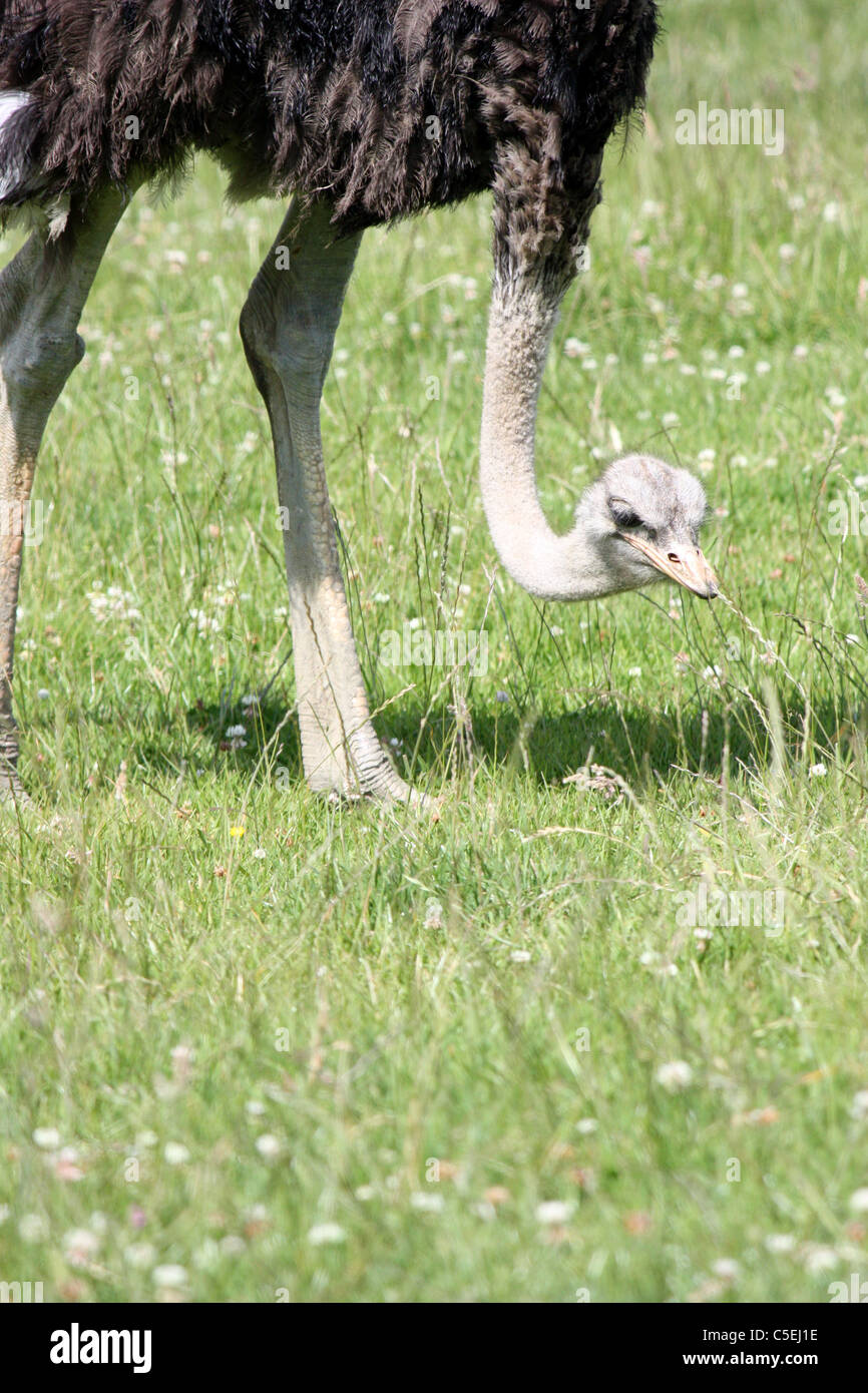 ostrich at Longleat safari and adventure park Stock Photo - Alamy