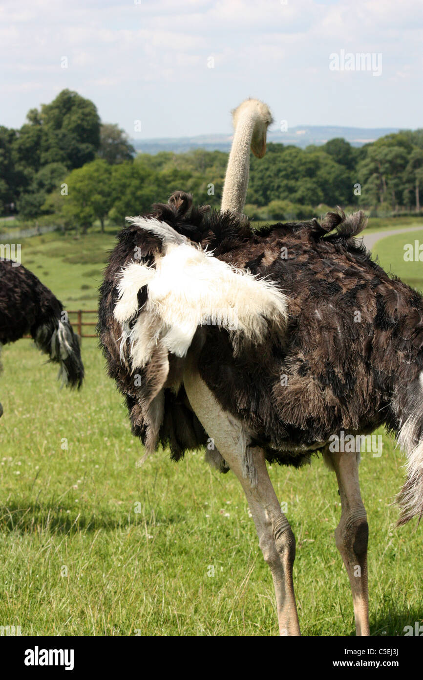 ostrich at Longleat safari and adventure park Stock Photo - Alamy