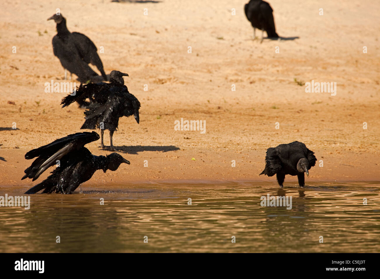 American Black Vultures, Coragyps atratus, taking a bath on the river ...