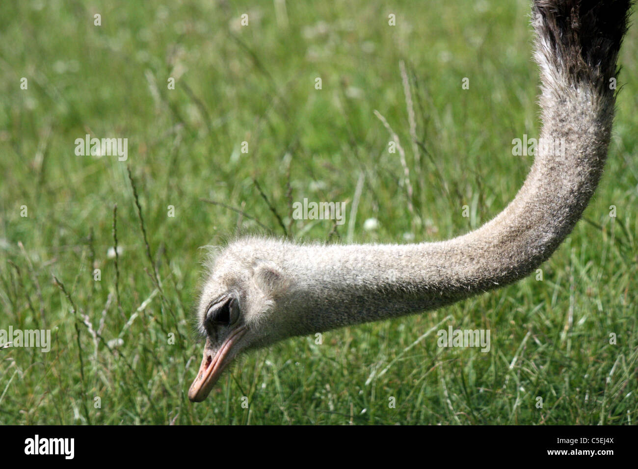 Ostrich at Longleat safari and adventure park Stock Photo - Alamy