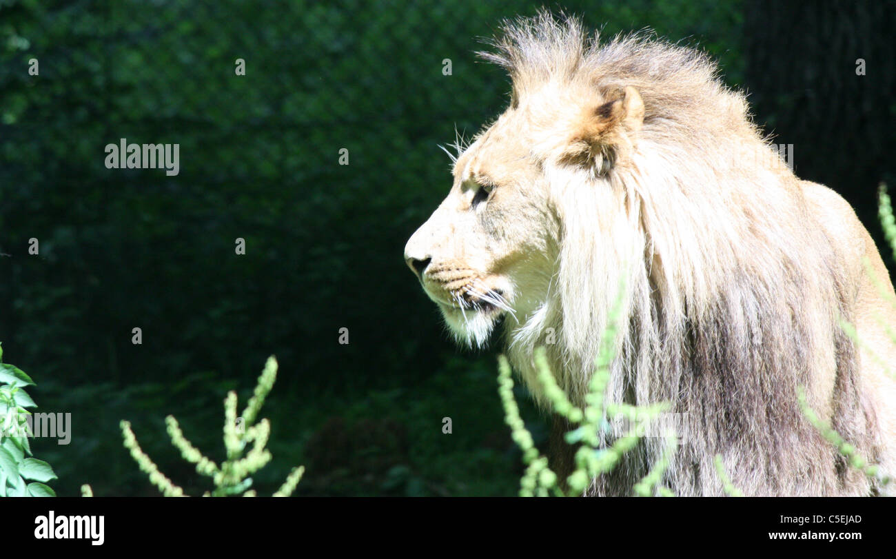 Lion of longleat hi-res stock photography and images - Alamy