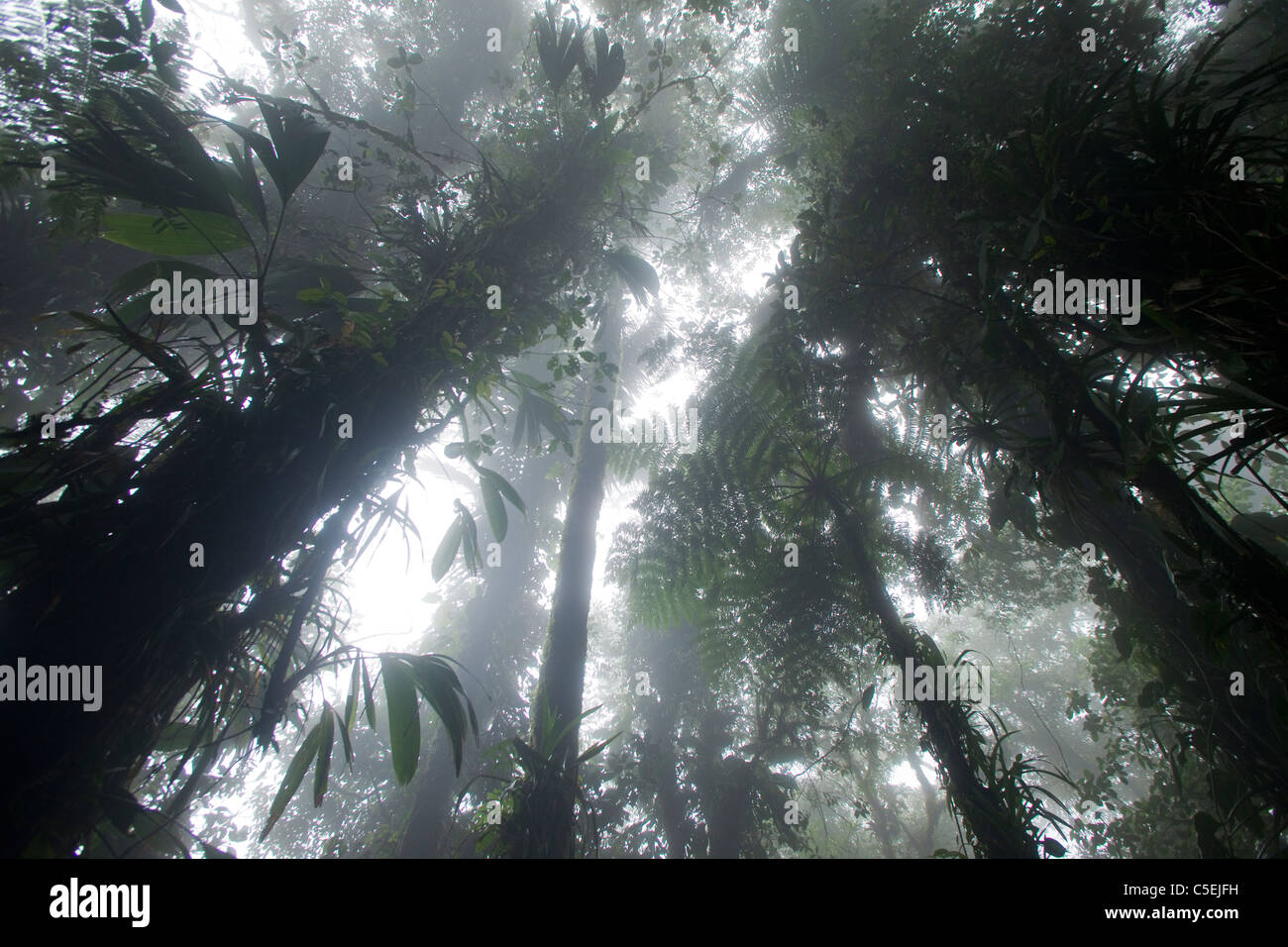 Cloud forest in Darien National Park, Panama Stock Photo - Alamy