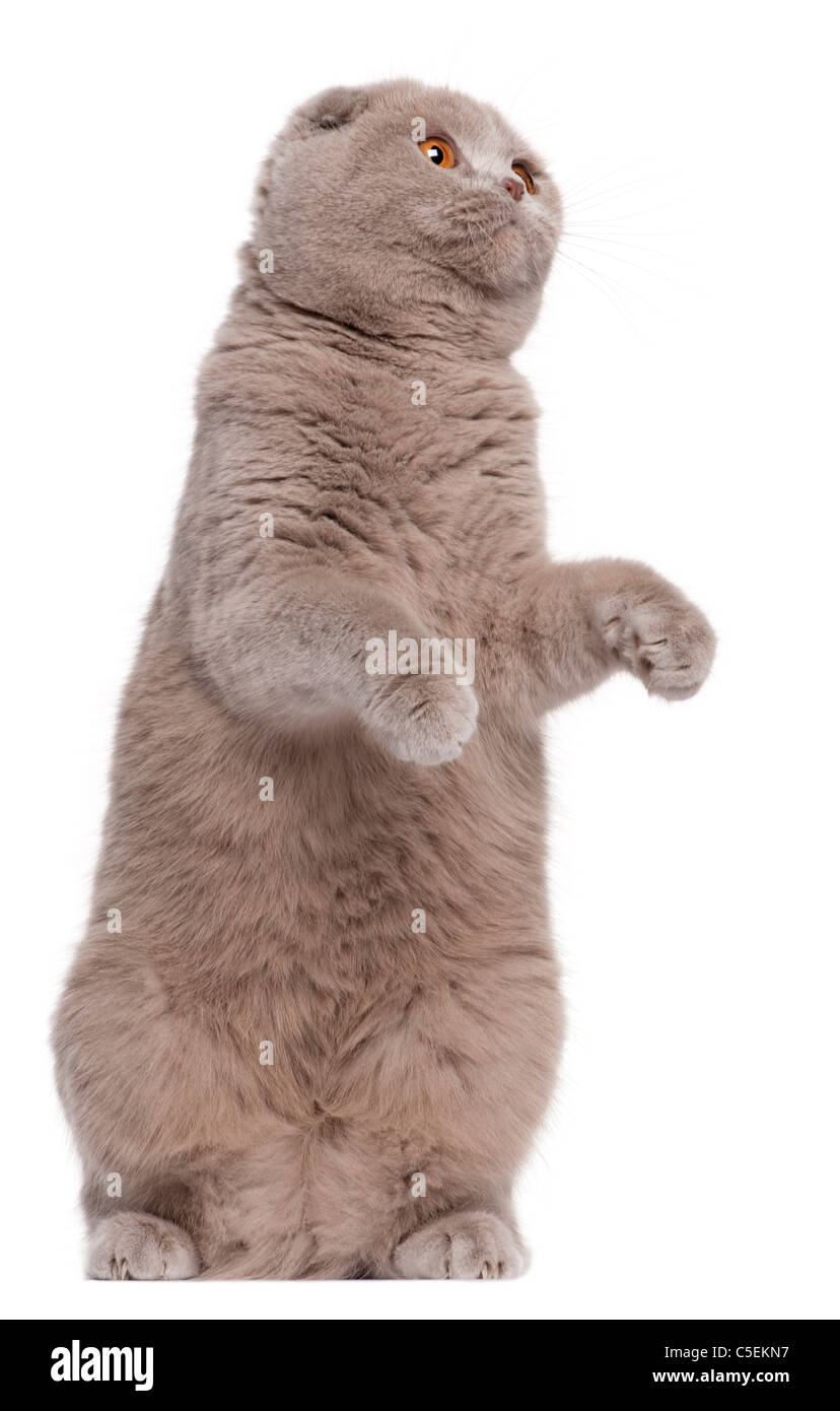 Scottish Fold Standing Scottish Straight Cat: Like A Scottish Fold