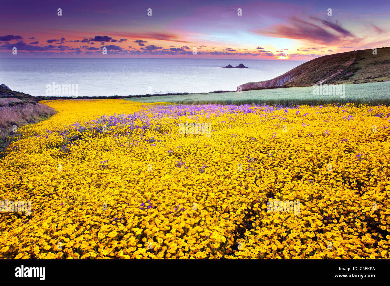 Boscregan Farm; Corn Marigolds; Chrysanthemum segetum;and Purple Viper ...