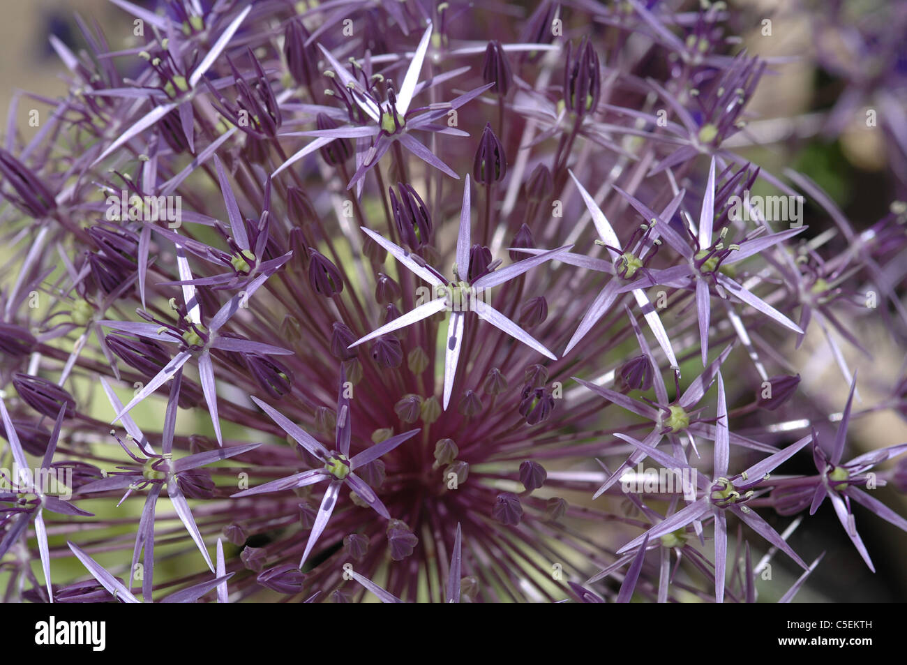 Alium uk hi-res stock photography and images - Alamy