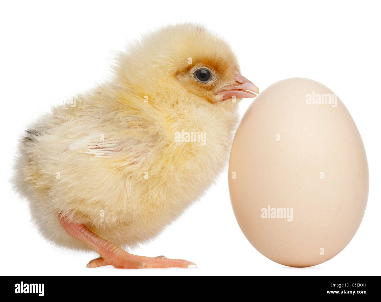Unhatched hi-res stock photography and images - Alamy