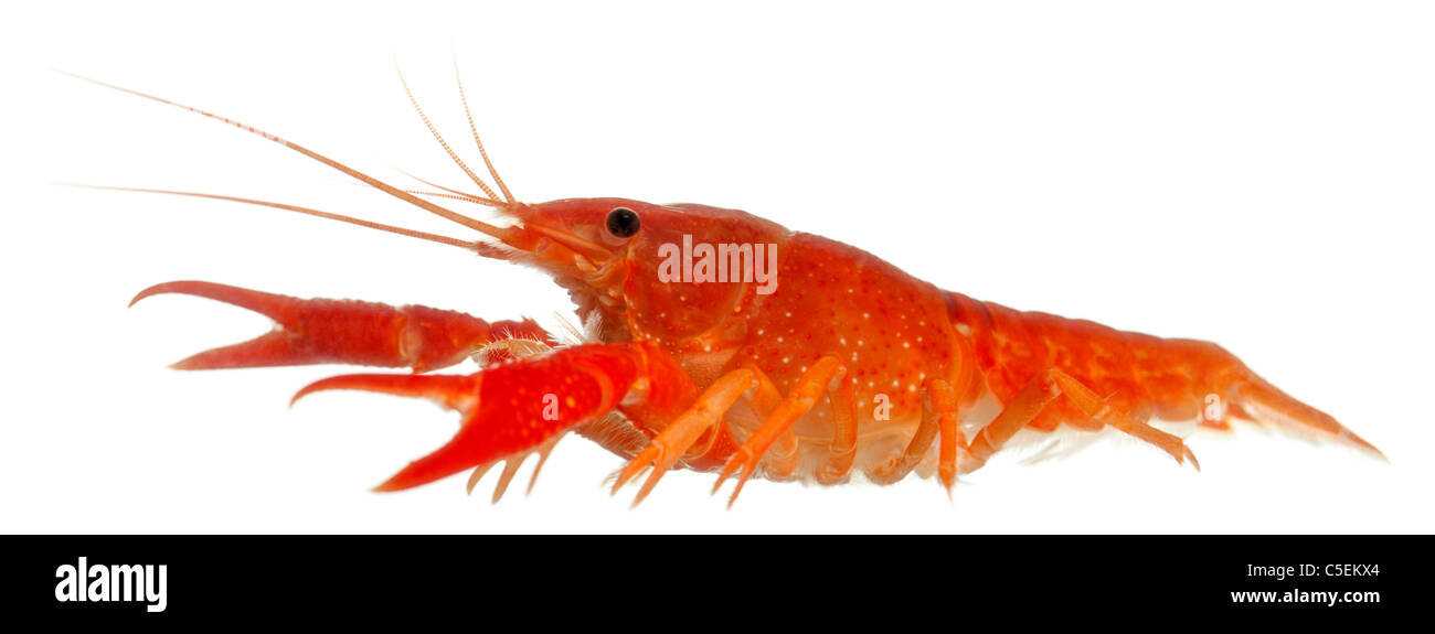 Crayfish hi-res stock photography and images - Alamy