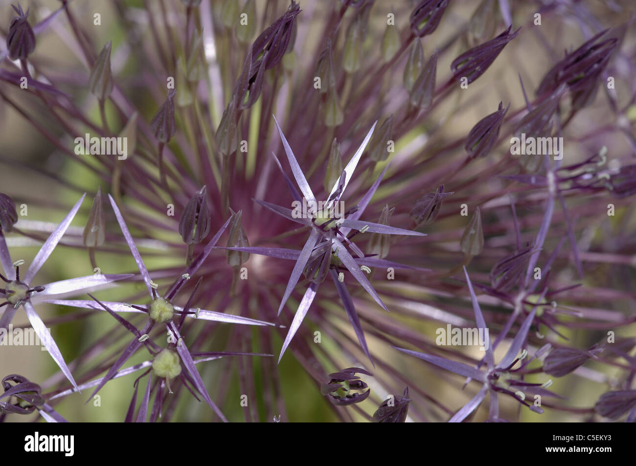 Purple Alium taken in country garden. UK. Macro image Stock Photo - Alamy