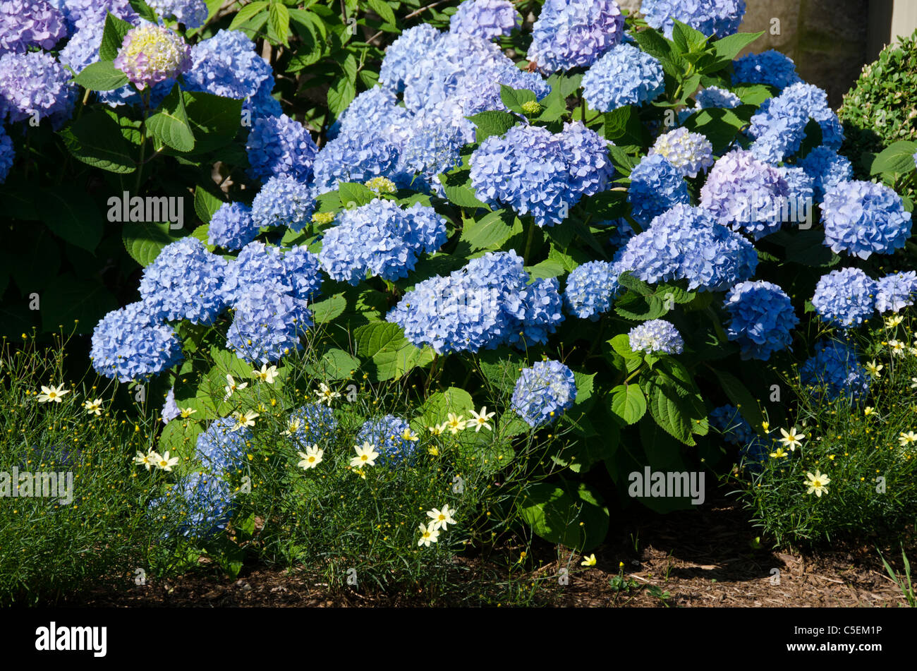 Ontario, Canada, Kingston. City garden with blue hydrangeas Stock Photo ...