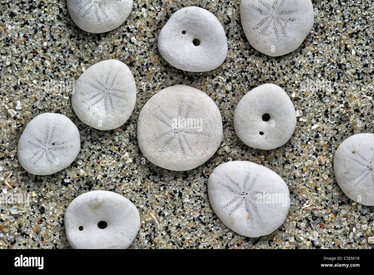 Pea urchin / green urchins (Echinocyamus pusillus) washed on beach ...