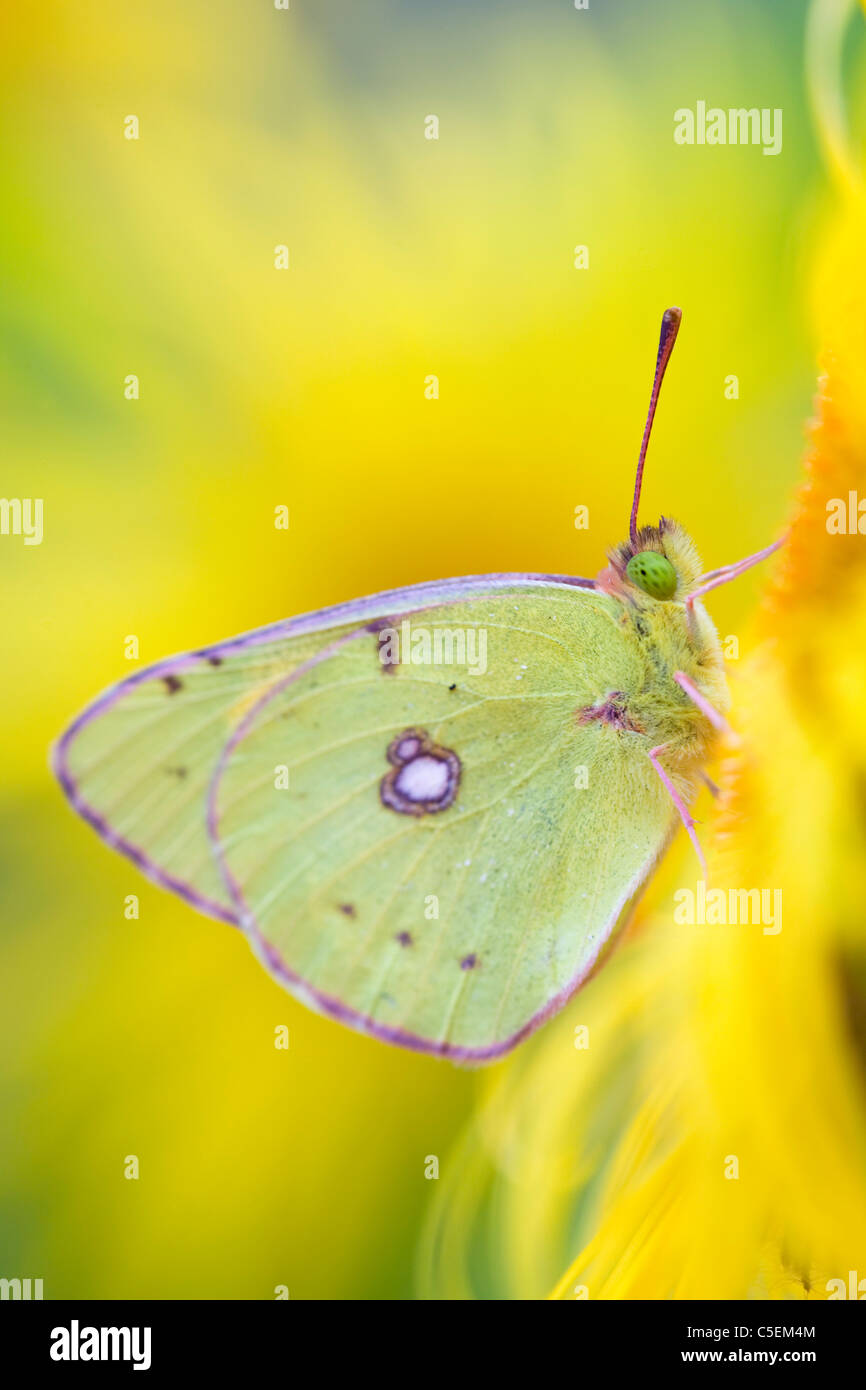 Yellow butterfly hi-res stock photography and images - Alamy
