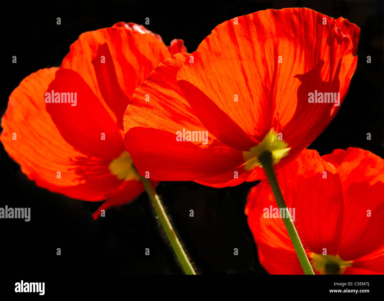 Lest we forget blossom hi-res stock photography and images - Alamy