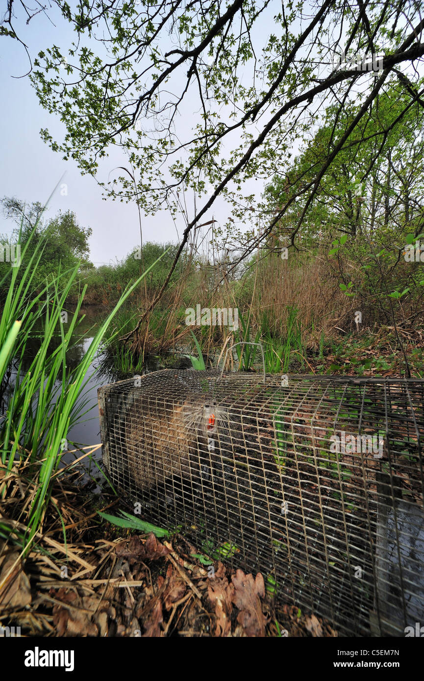 Coypu nutria trap hi-res stock photography and images - Alamy