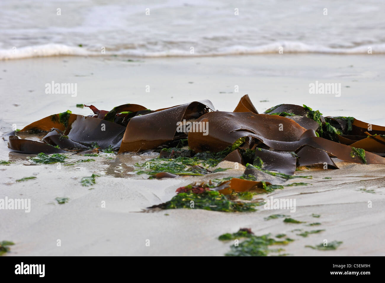 Kelp on beach hi-res stock photography and images - Alamy