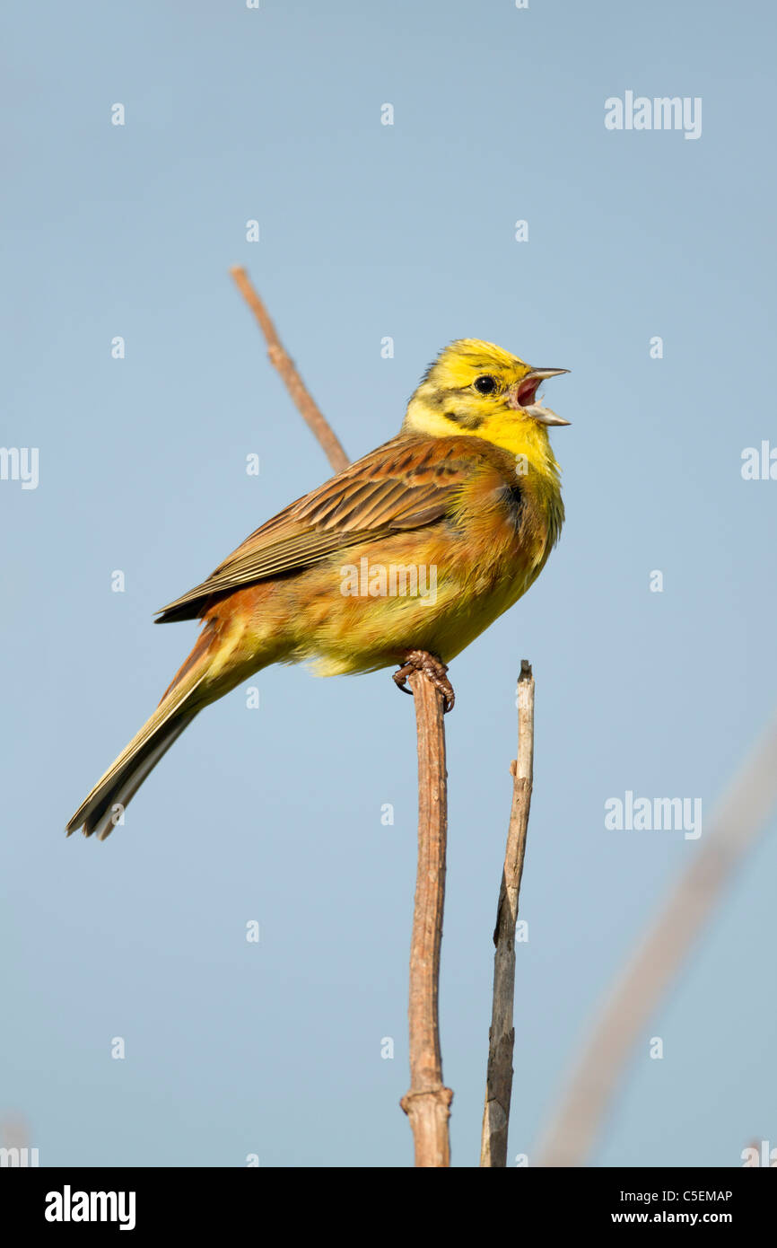 Yellowhammer fauna hi-res stock photography and images - Alamy