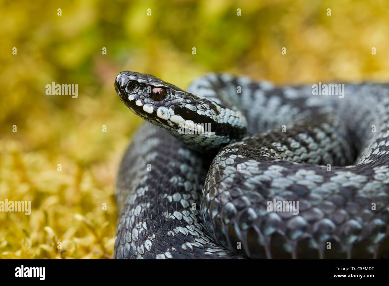 Adders head hi-res stock photography and images - Alamy