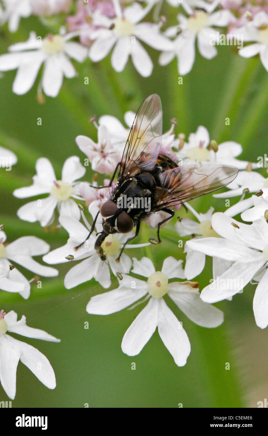 Muscid Fly, Graphomya maculata, Muscidae, Diptera. Male Stock Photo - Alamy