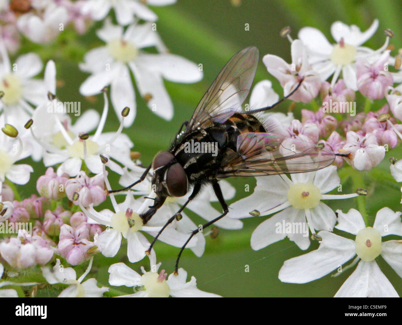 Muscid Fly, Graphomya maculata, Muscidae, Diptera. Male Stock Photo - Alamy