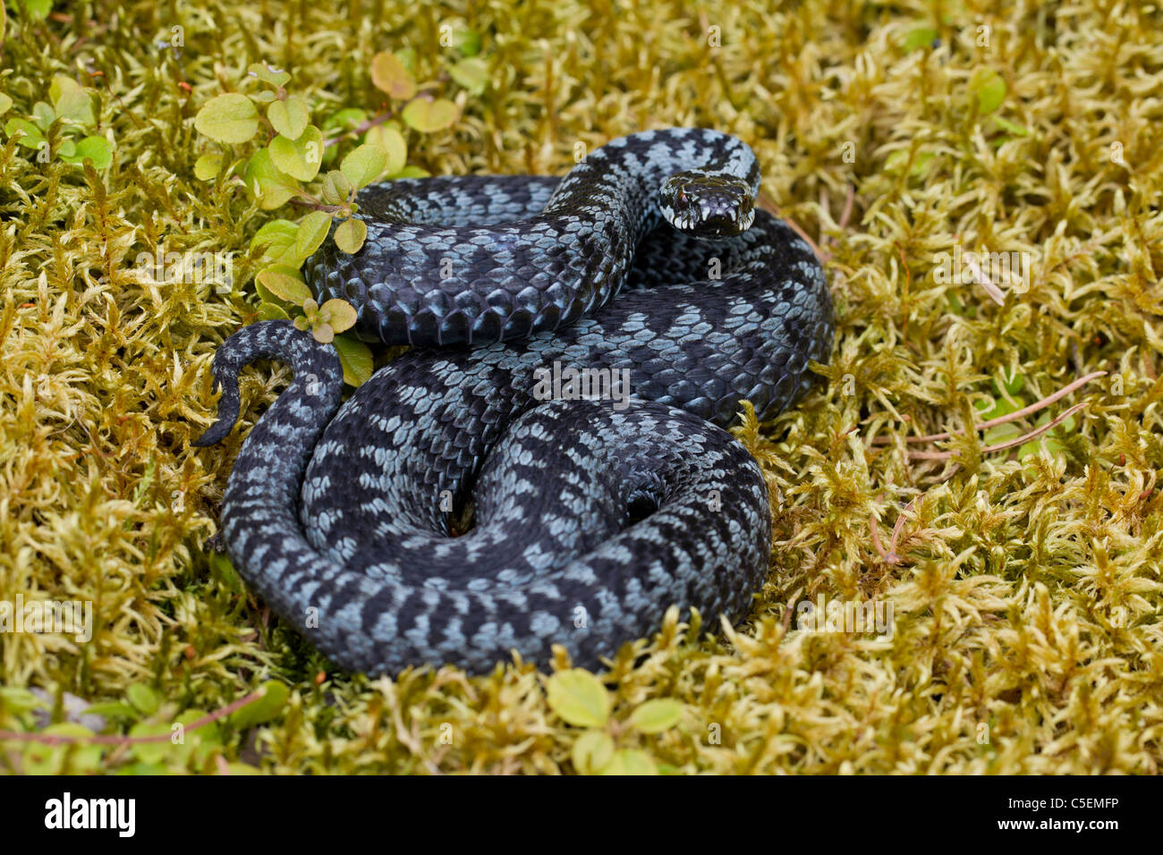 Common European adder / viper (Vipera berus) curled up in striking pose ...