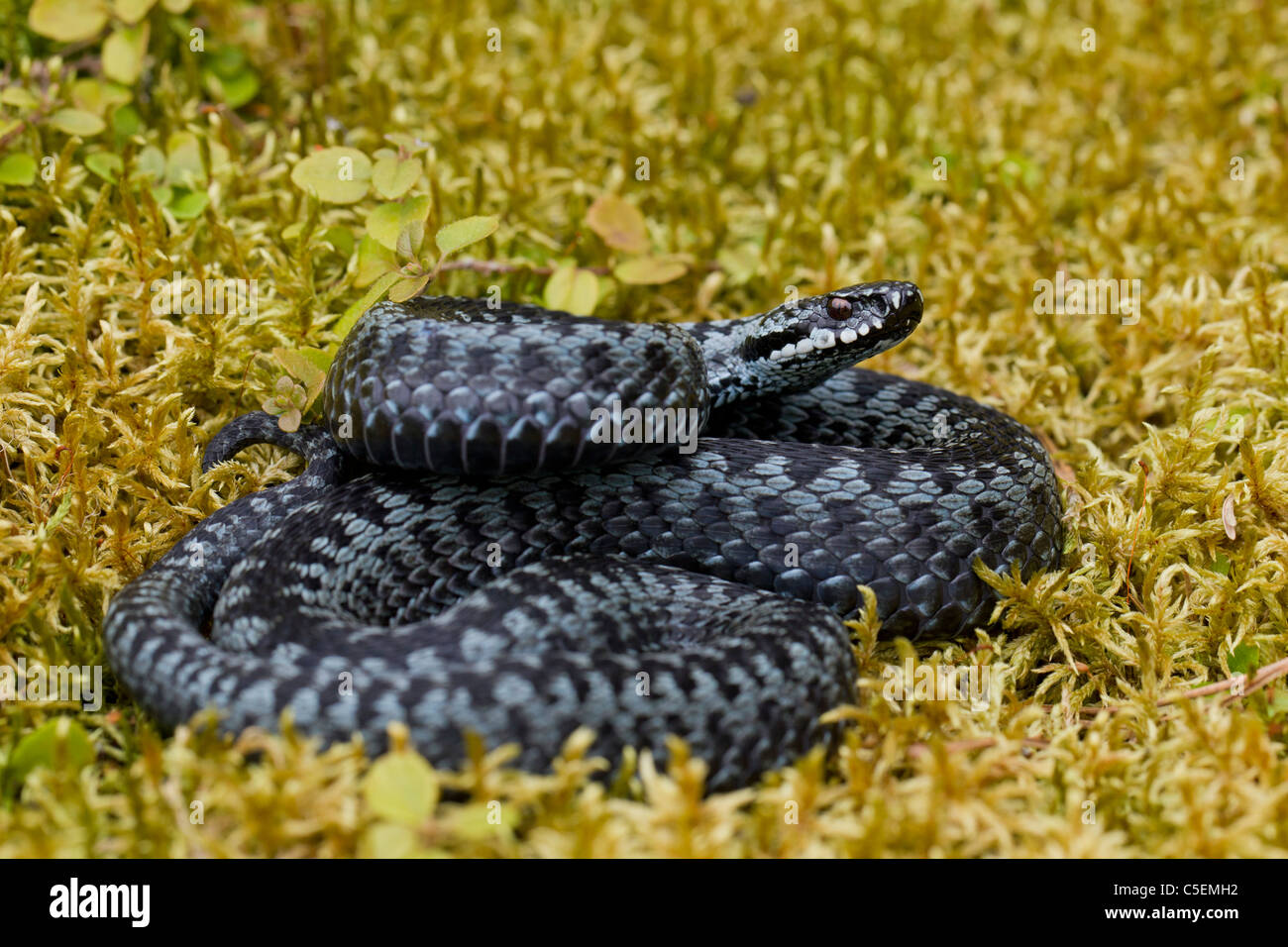 Adder Vipera Berus Adders High Resolution Stock Photography and Images ...