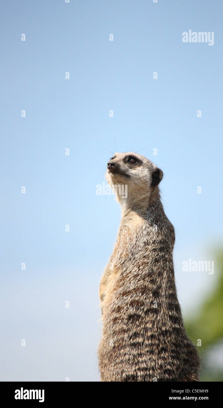 Meerkat at Longleat safari and adventure park Stock Photo - Alamy
