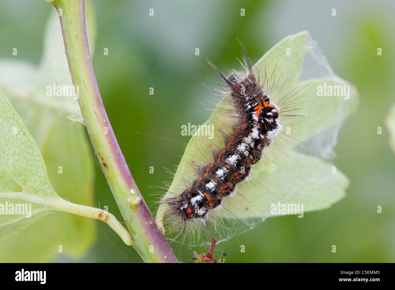 Yellowtail Moth Caterpillar; Euproctis similis; on leaf; Cornwall Stock ...