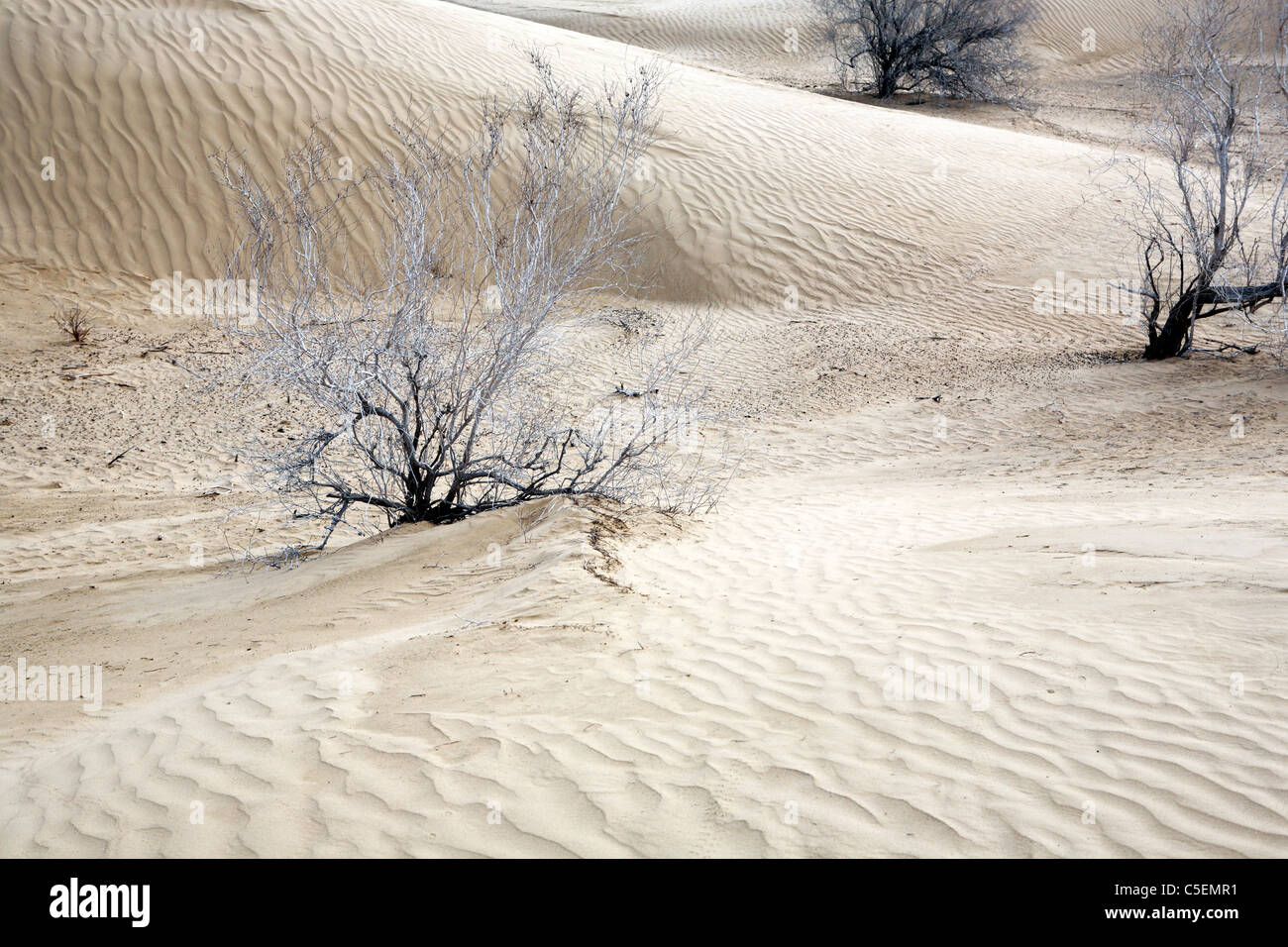 Kyzylkum desert (region of Bukhara), Uzbekistan Stock Photo - Alamy