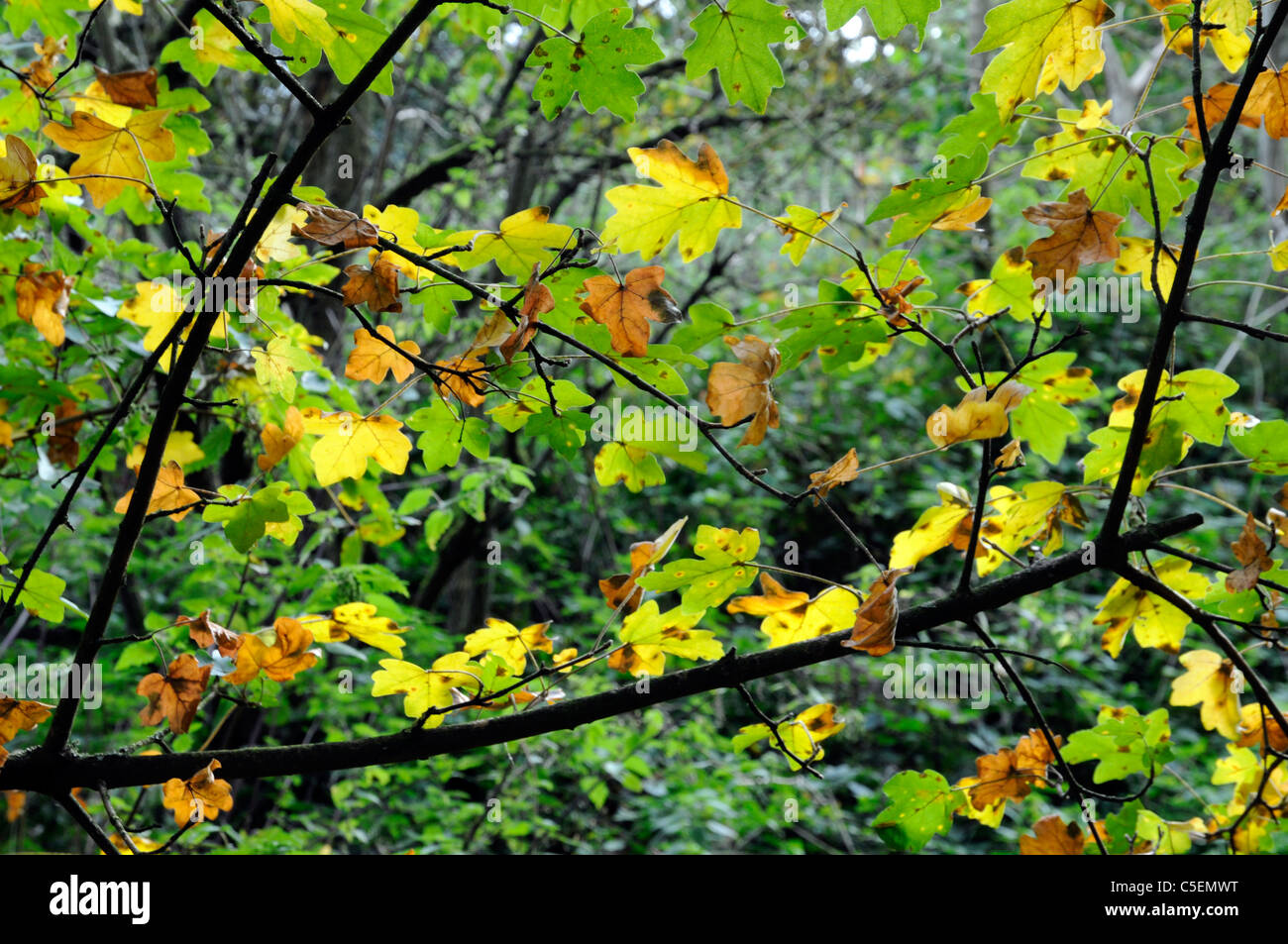 Autumn colours on deciduous tree near Cambridge England Stock Photo - Alamy